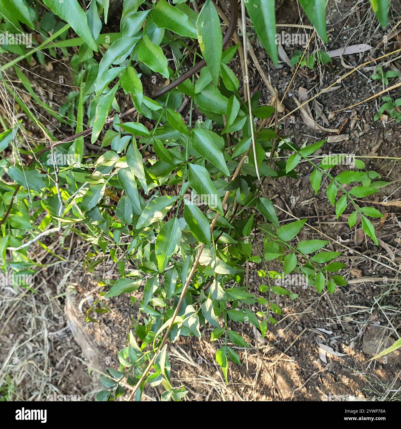 wonga vine (Pandorea pandorana Stock Photo - Alamy
