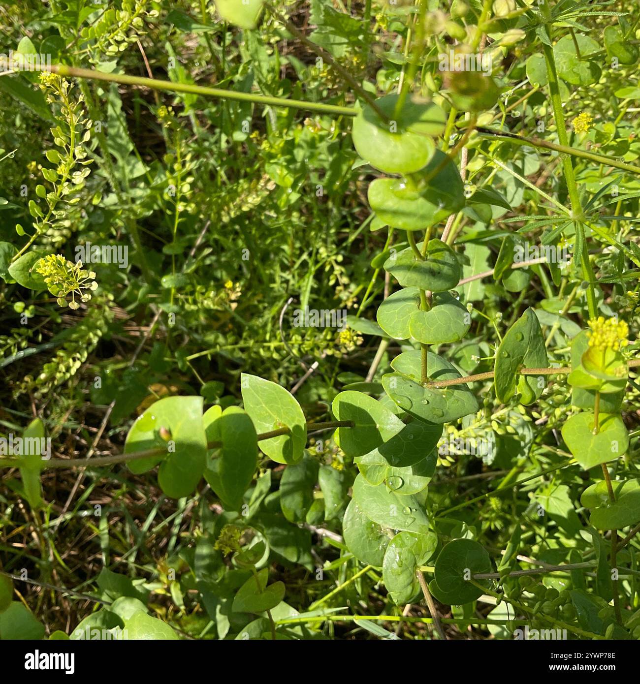 clasping pepperweed (Lepidium perfoliatum Stock Photo - Alamy