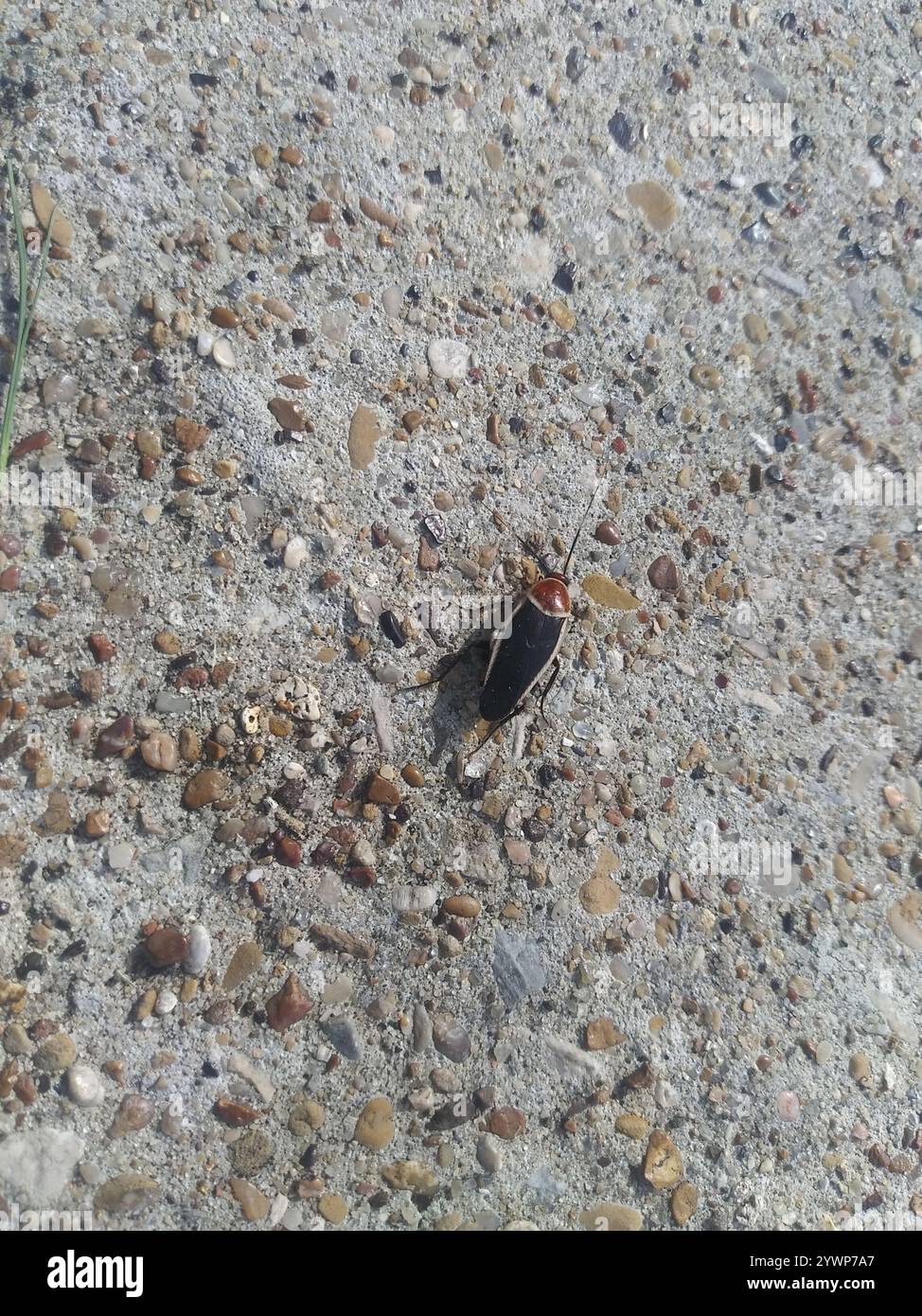 Pale-bordered Field Cockroach (Pseudomops septentrionalis Stock Photo ...