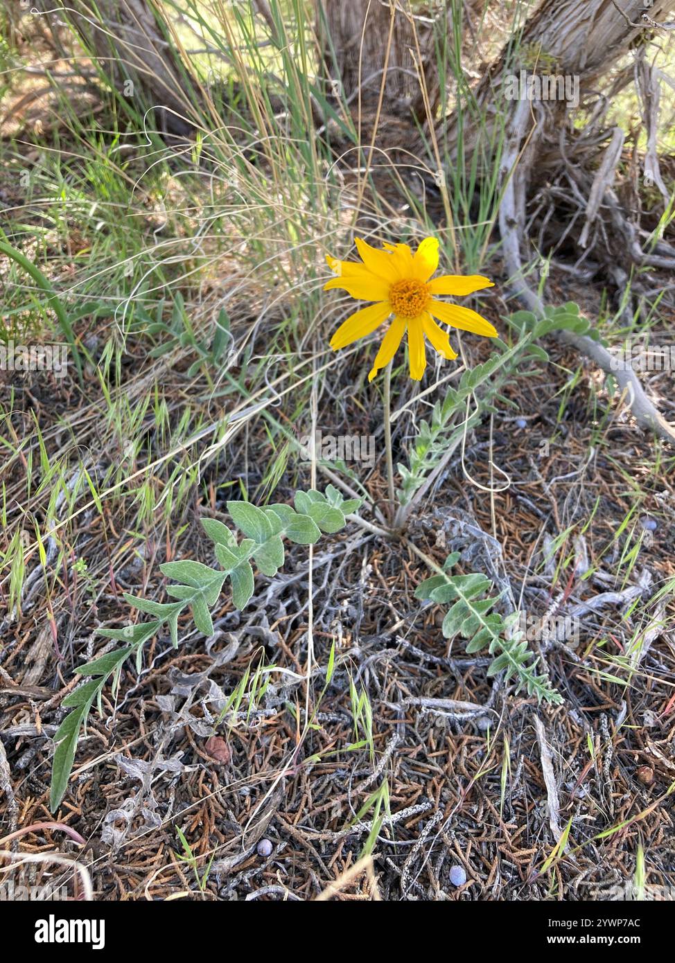 Balsamorhiza incana hi-res stock photography and images - Alamy