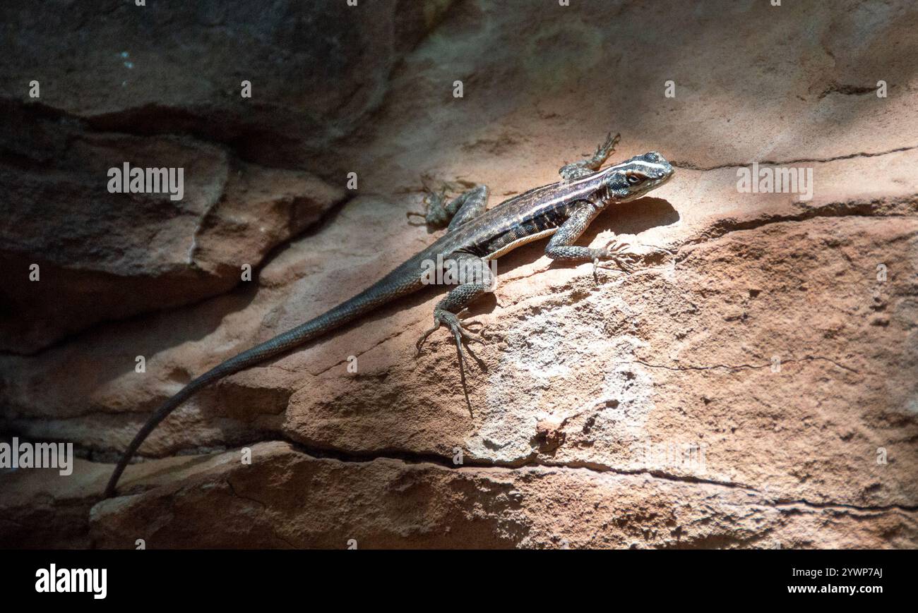 Rock Ground Lizard (Tropidurus helenae Stock Photo - Alamy