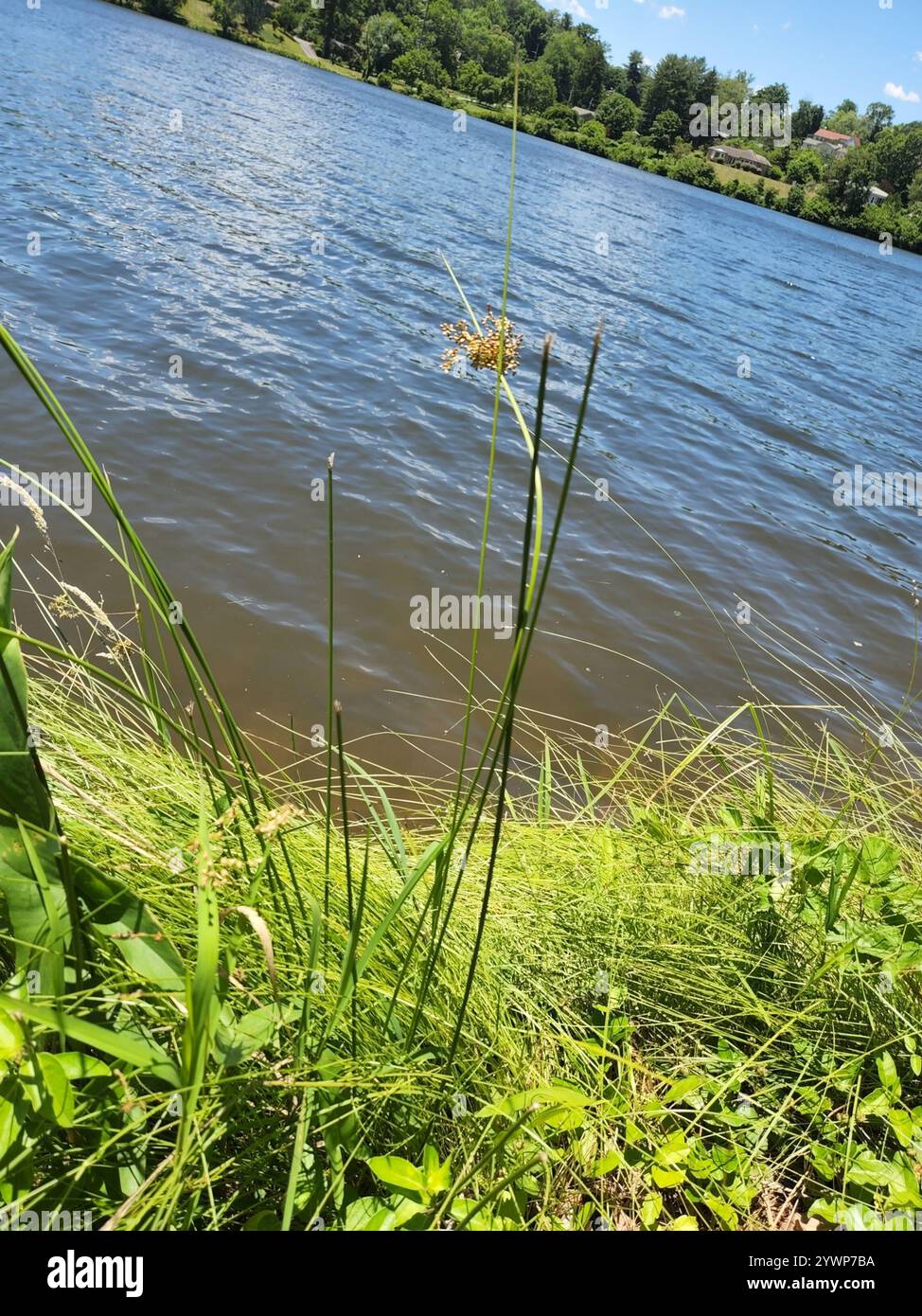 Soft Rush (Juncus effusus Stock Photo - Alamy