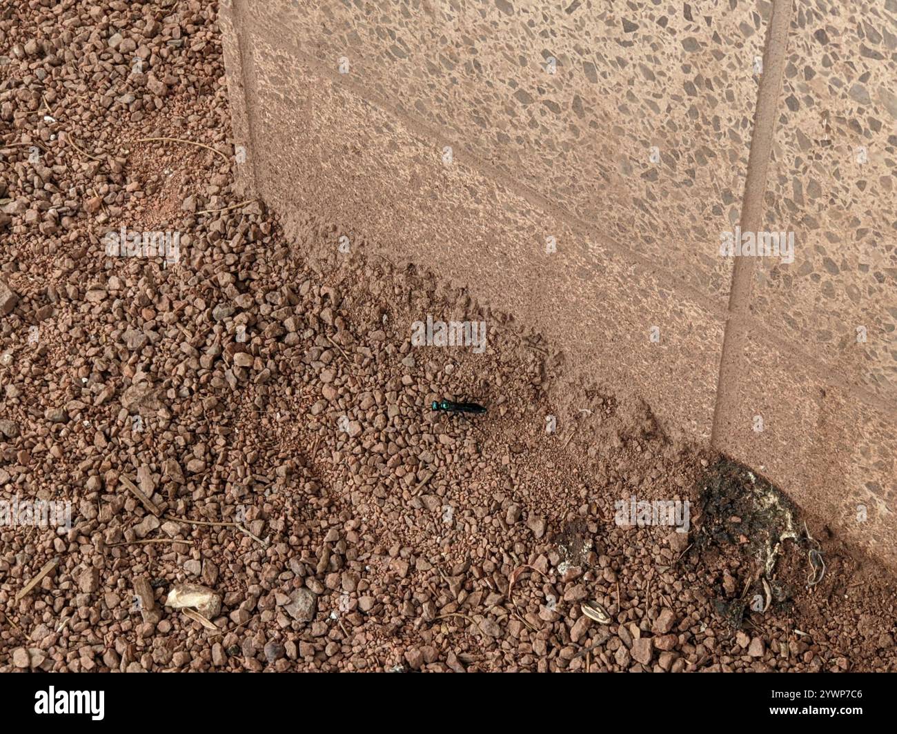 Steel-blue Cricket-hunter Wasp (Chlorion aerarium Stock Photo - Alamy