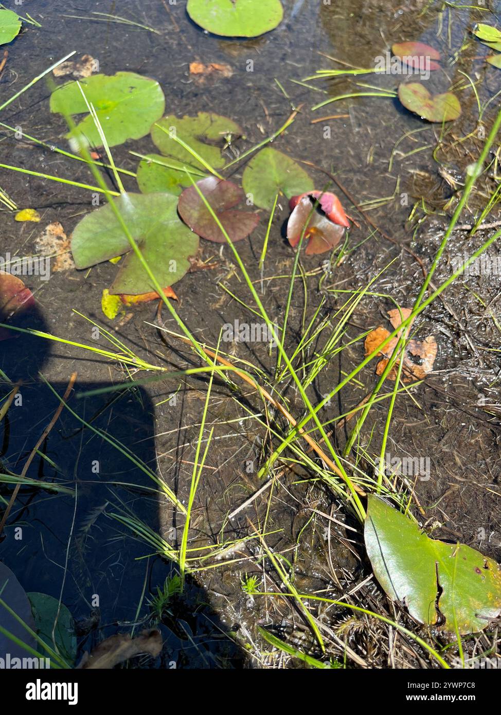 water bulrush (Schoenoplectus subterminalis Stock Photo - Alamy