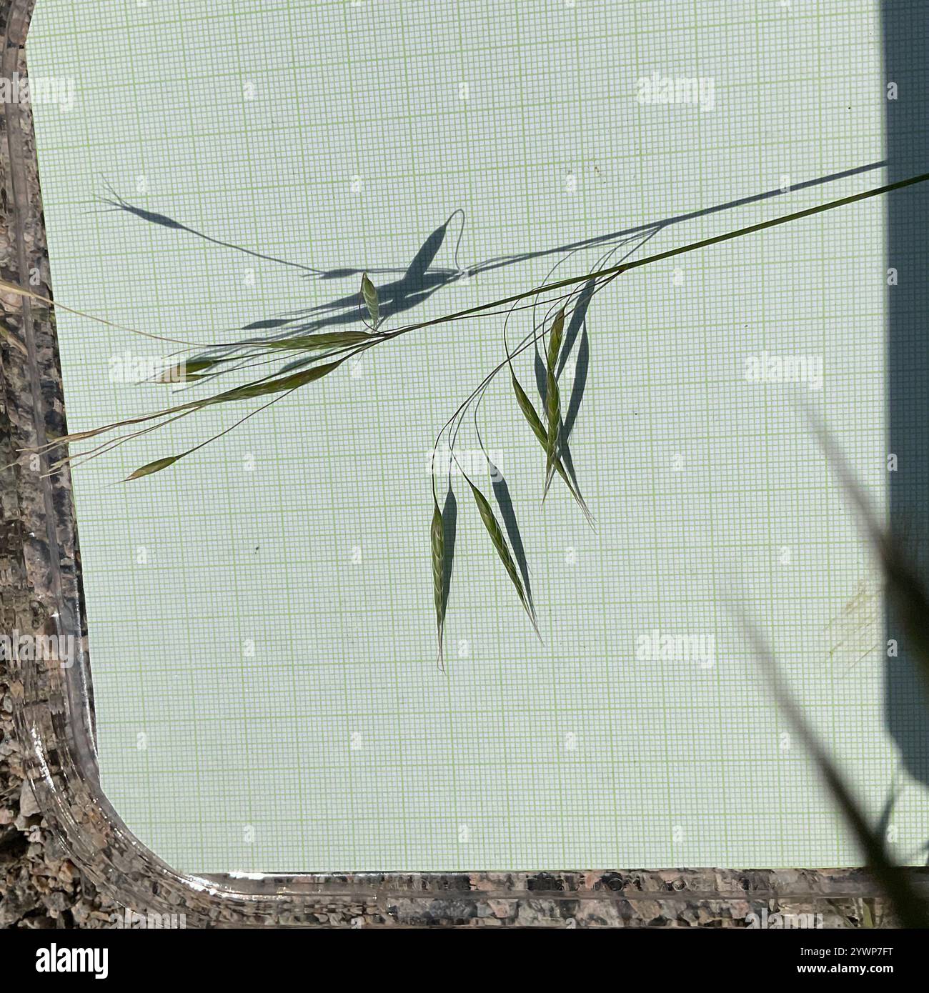 Japanese brome (Bromus japonicus Stock Photo - Alamy
