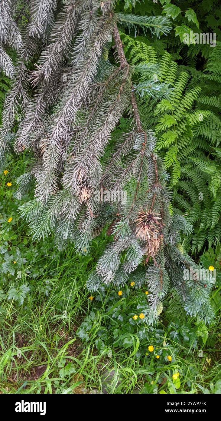 Sitka spruce (Picea sitchensis Stock Photo - Alamy