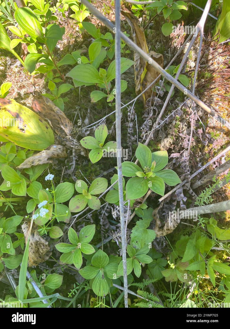Canadian bunchberry (Cornus canadensis Stock Photo - Alamy