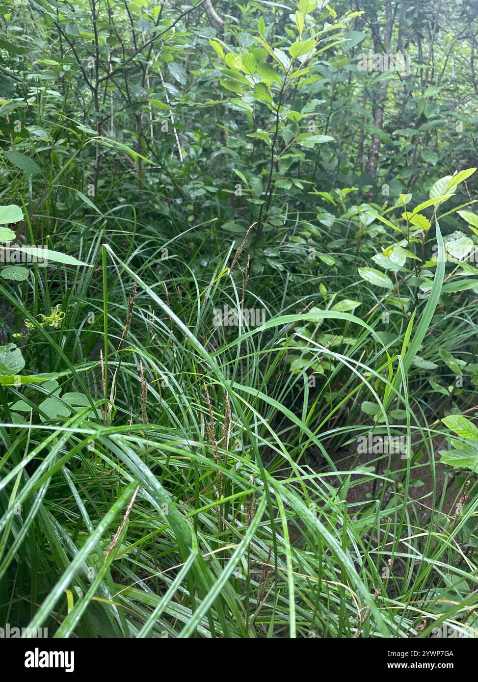 tussock sedge (Carex stricta Stock Photo - Alamy