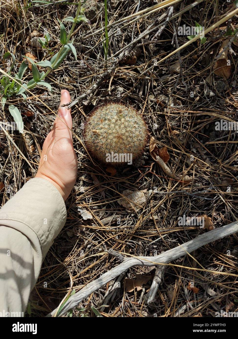 Mountain Ball Cactus (Pediocactus simpsonii Stock Photo - Alamy