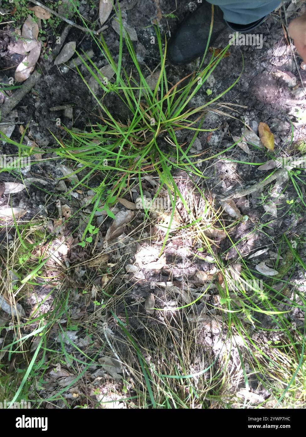 bladder sedge (Carex intumescens Stock Photo - Alamy