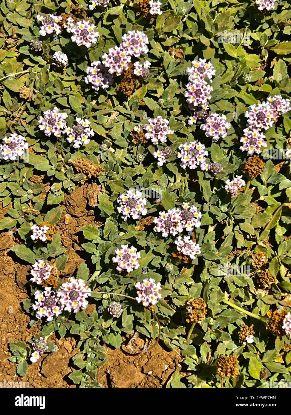 turkey tangle frogfruit (Phyla nodiflora Stock Photo - Alamy
