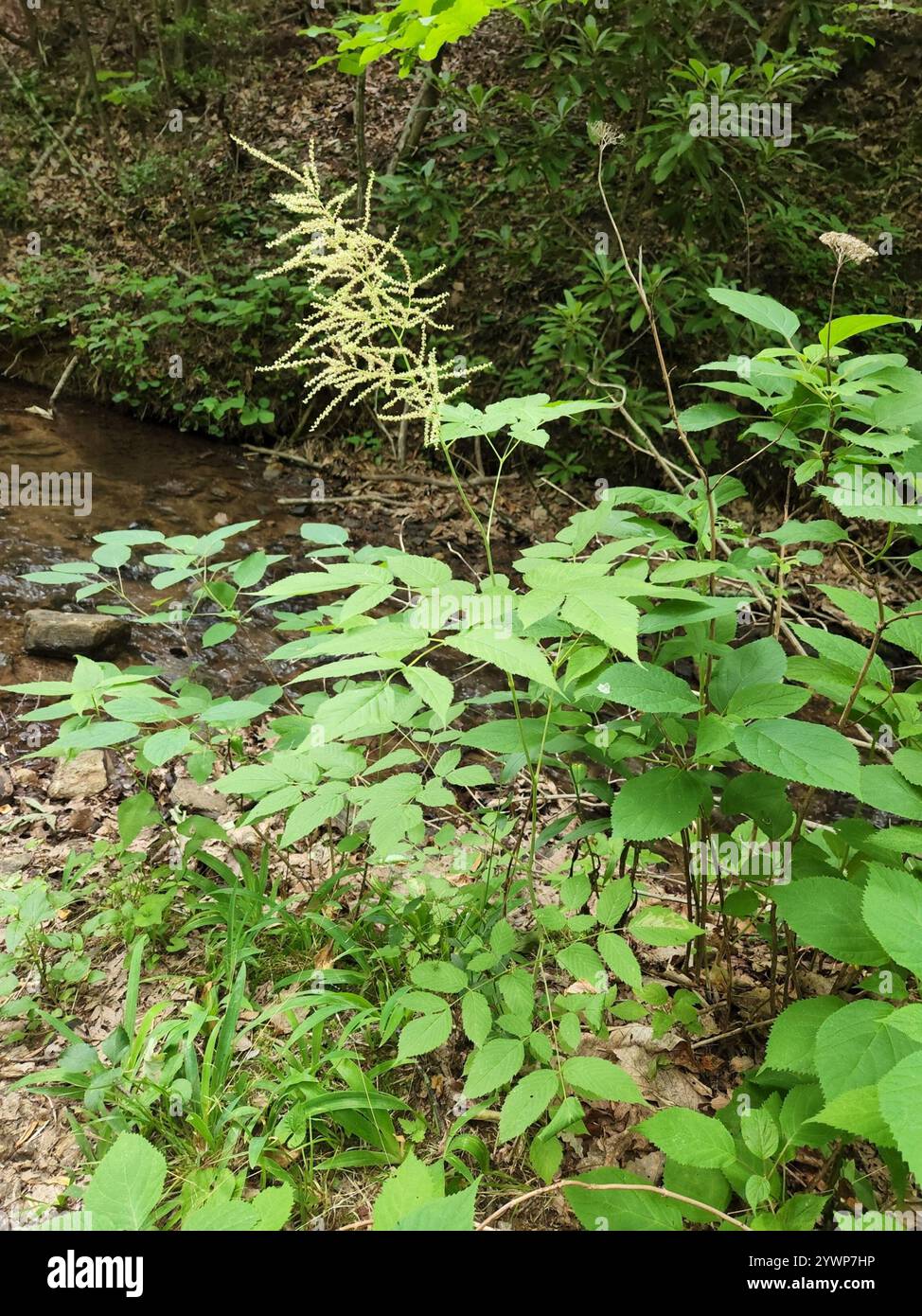 Goatsbeard (Aruncus dioicus Stock Photo - Alamy