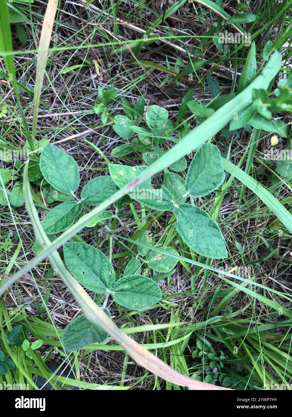Twining Snoutbean (Rhynchosia tomentosa Stock Photo - Alamy
