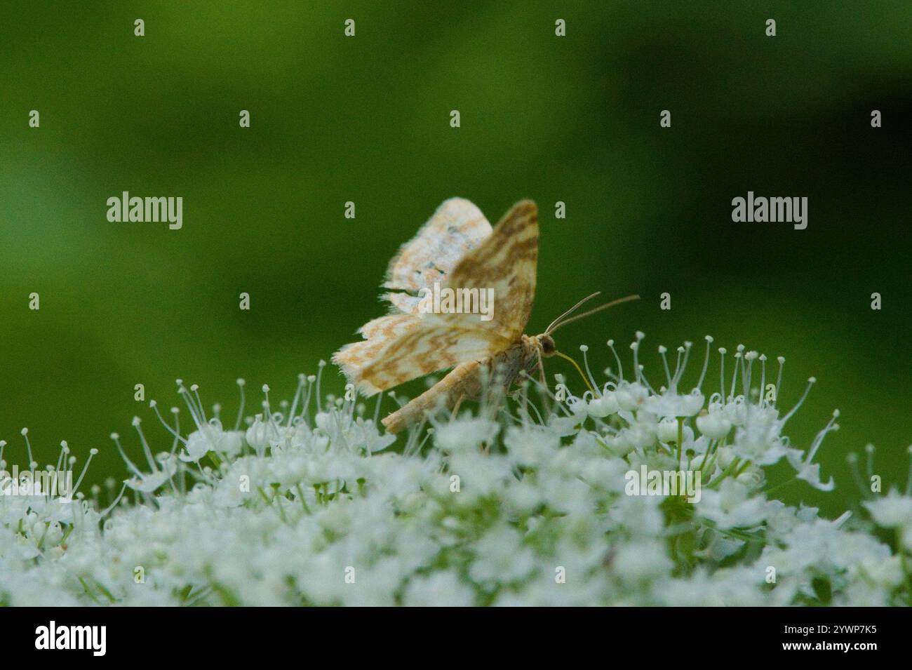 Small Yellow Wave (Hydrelia flammeolaria Stock Photo - Alamy