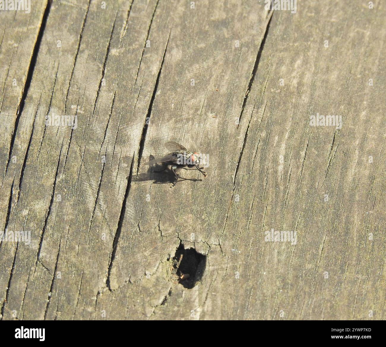 Common Flesh Flies (Sarcophaga Stock Photo - Alamy
