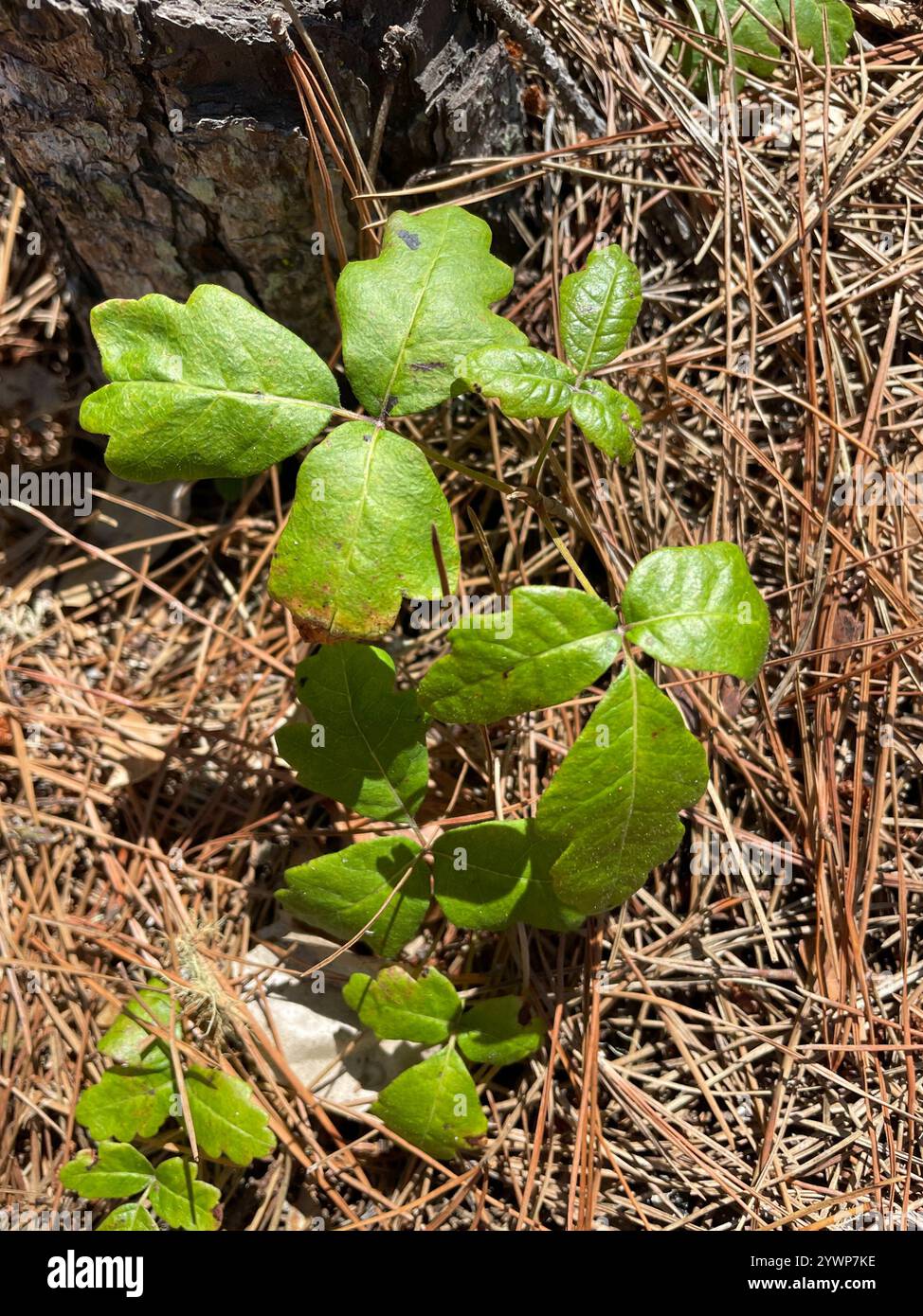 Pacific poison oak (Toxicodendron diversilobum Stock Photo - Alamy
