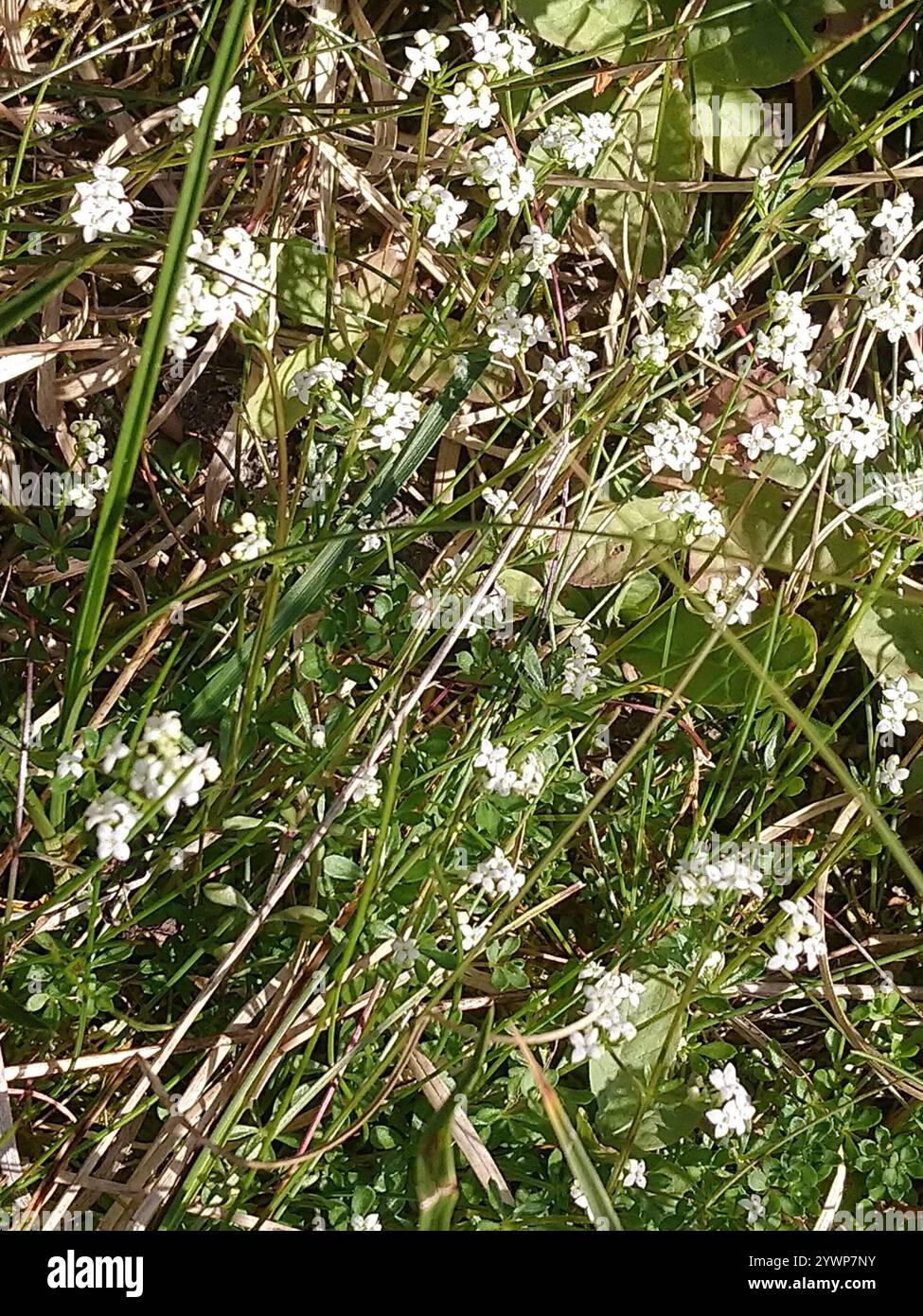 Heath Bedstraw (Galium saxatile Stock Photo - Alamy
