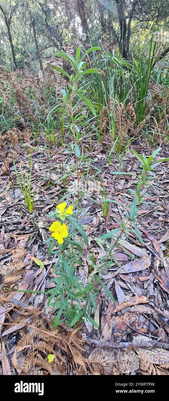 Showy Guinea Flower (Hibbertia linearis Stock Photo - Alamy