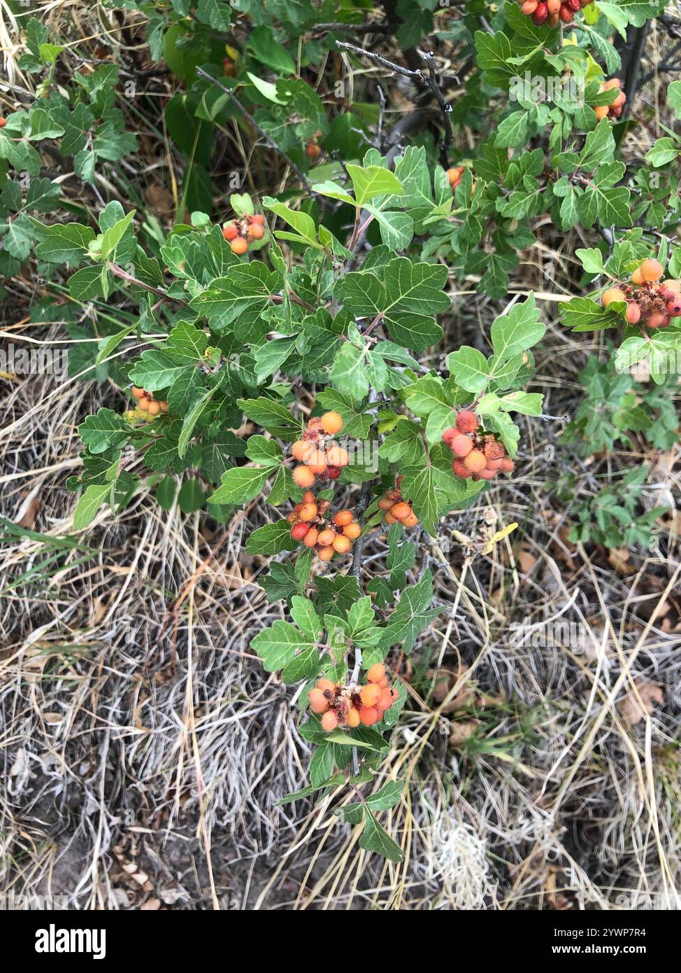 Skunkbush Sumac (Rhus trilobata Stock Photo - Alamy