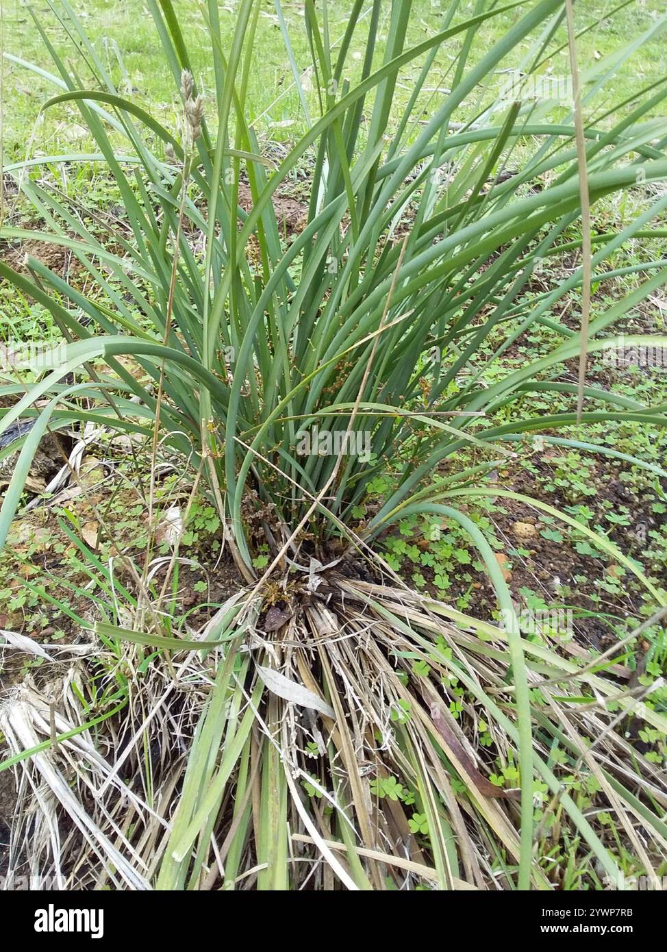 iron-grass (Lomandra multiflora dura Stock Photo - Alamy