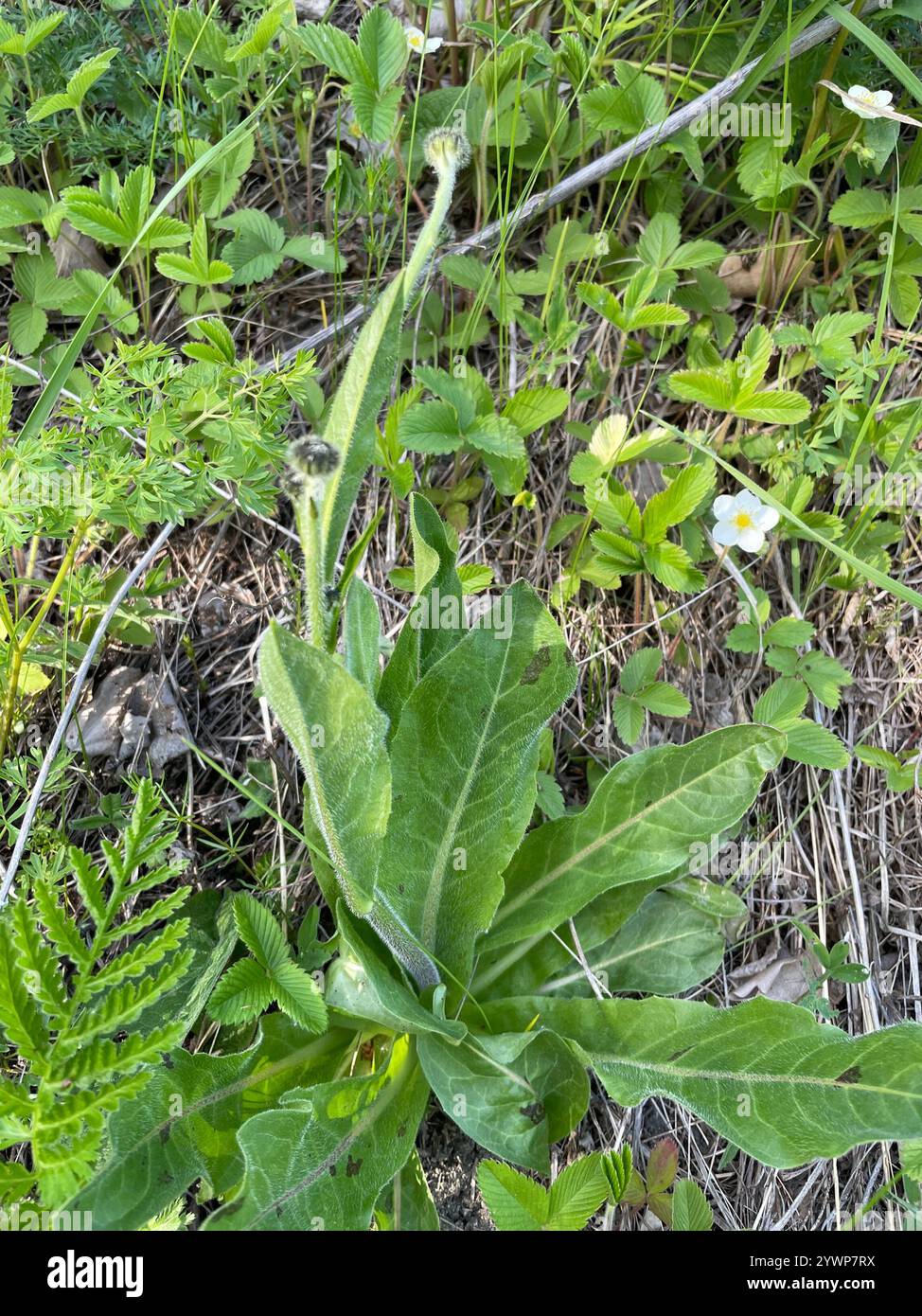 Spotted Cat's-ear (Hypochaeris maculata Stock Photo - Alamy