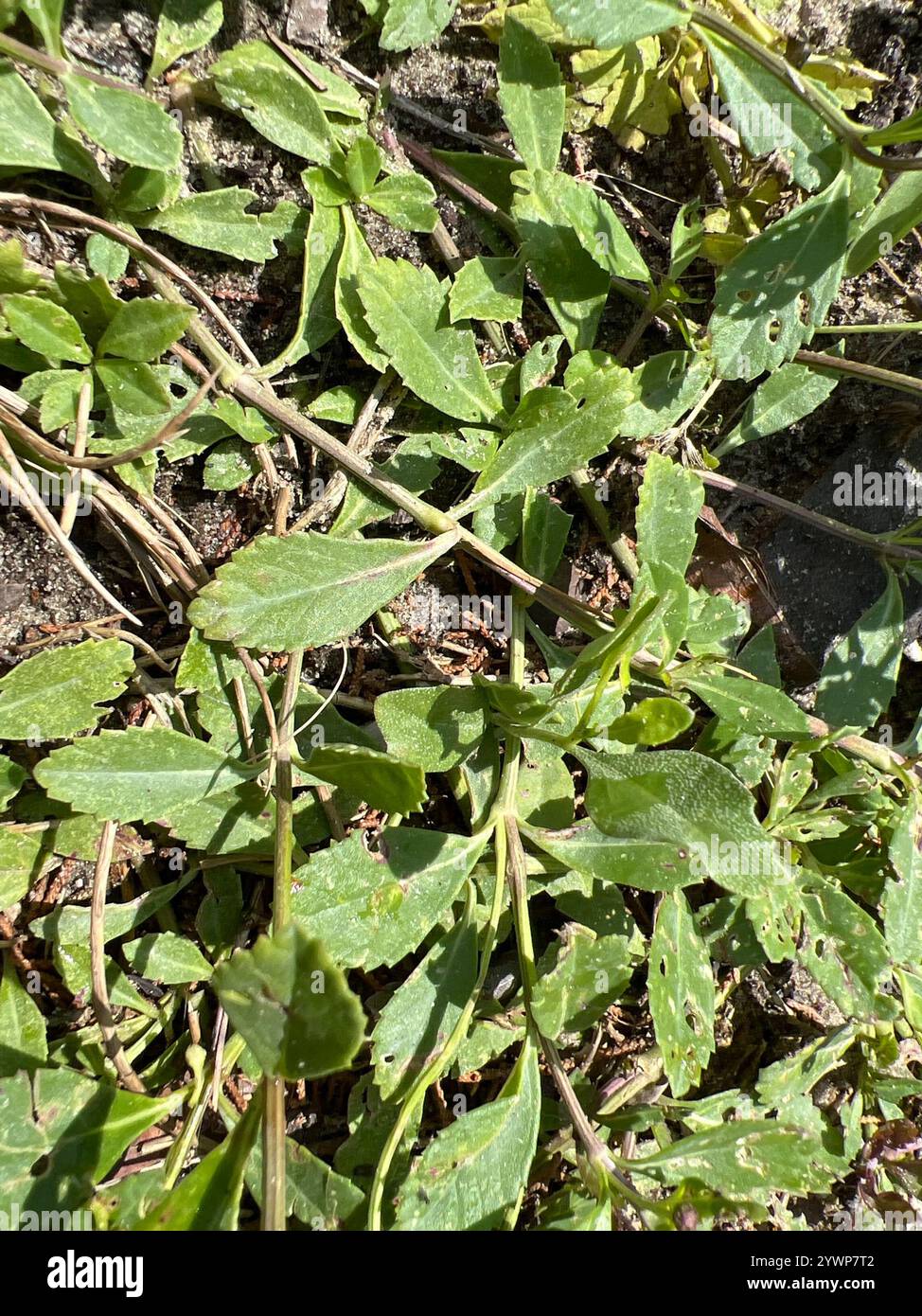 turkey tangle frogfruit (Phyla nodiflora Stock Photo - Alamy