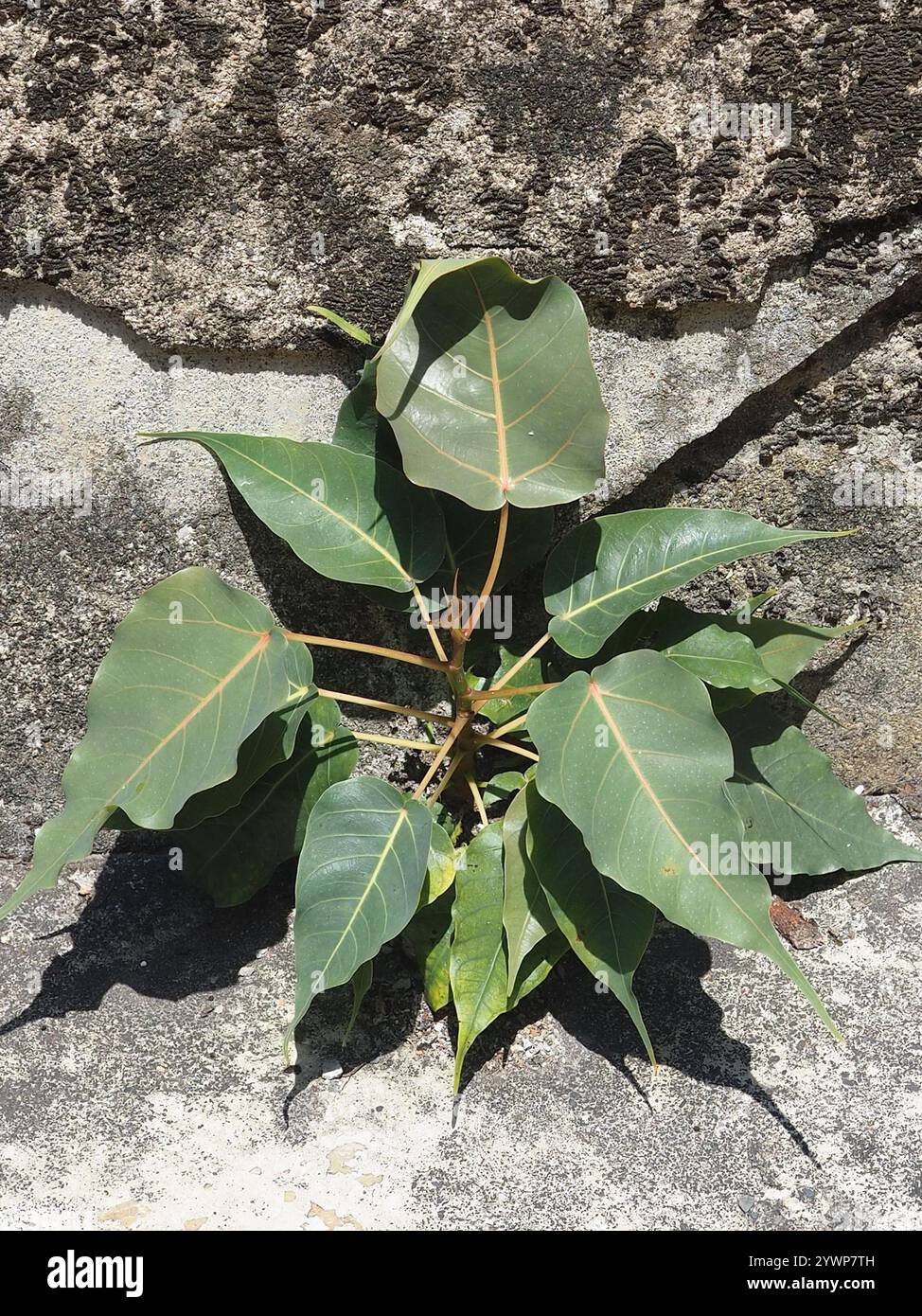 Sacred fig (Ficus religiosa Stock Photo - Alamy