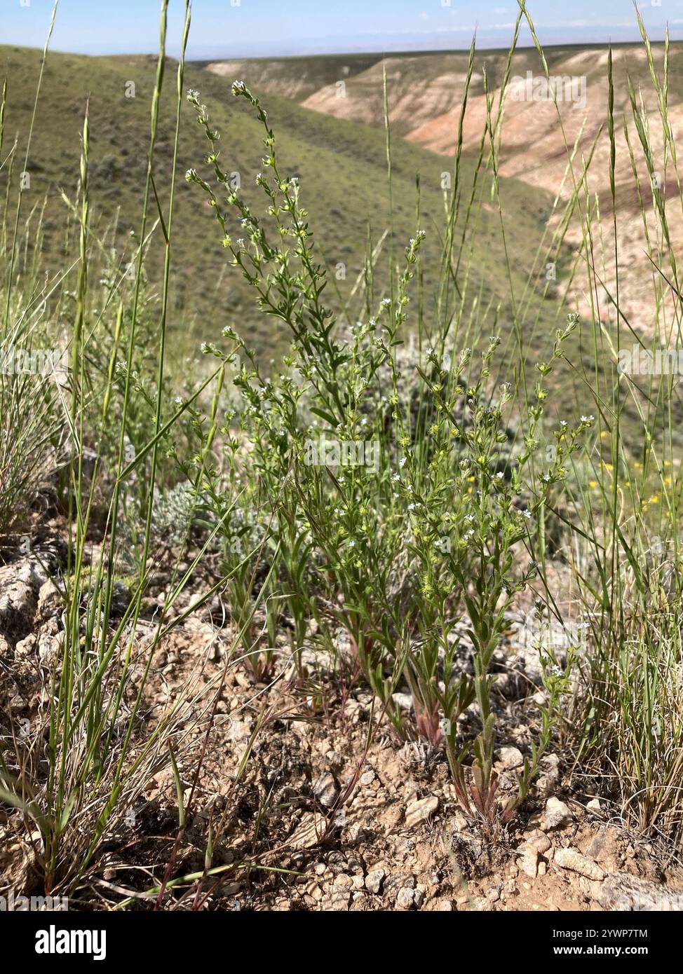 Flatspine Stickseed (Lappula occidentalis Stock Photo - Alamy