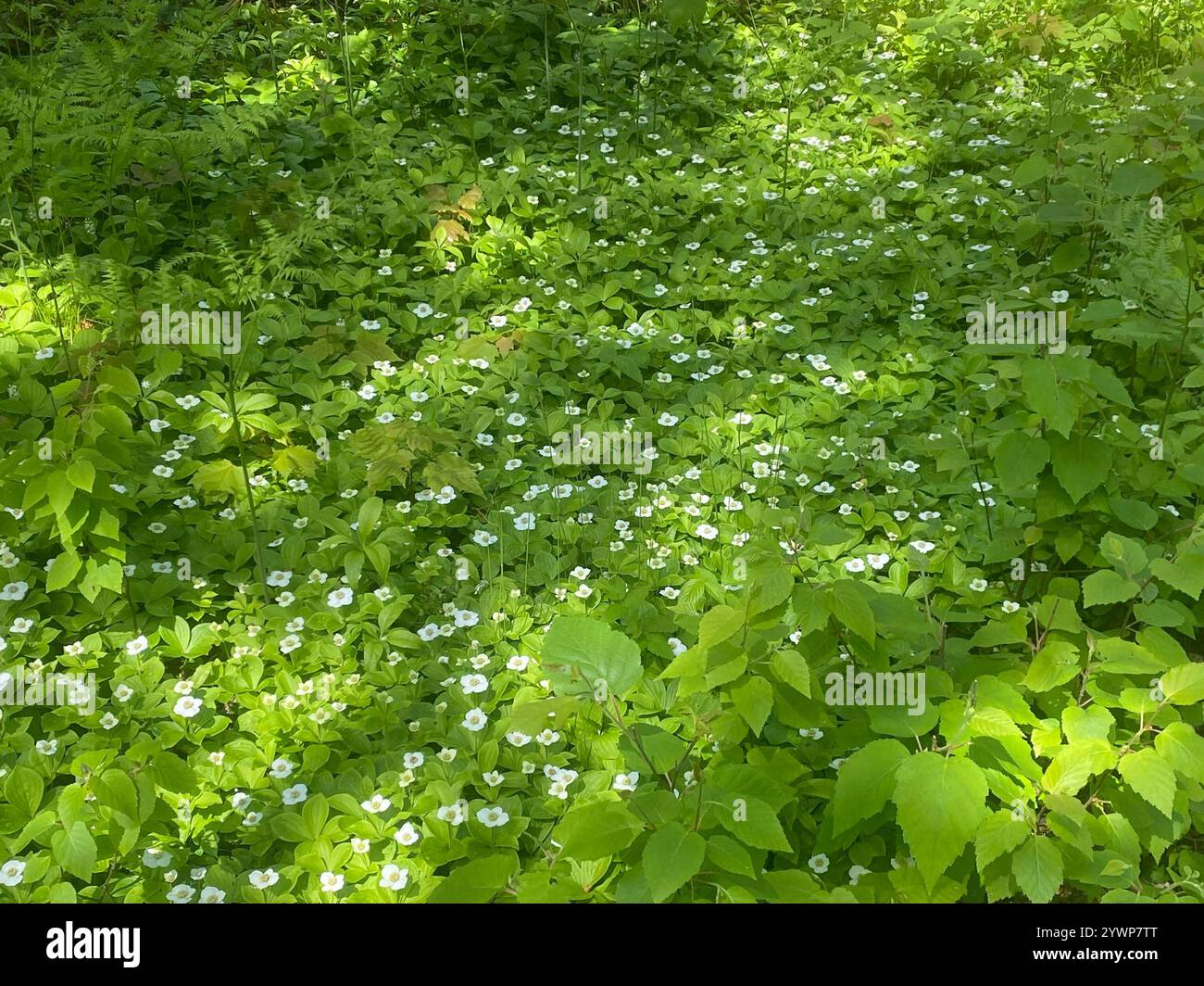 Canadian bunchberry (Cornus canadensis Stock Photo - Alamy