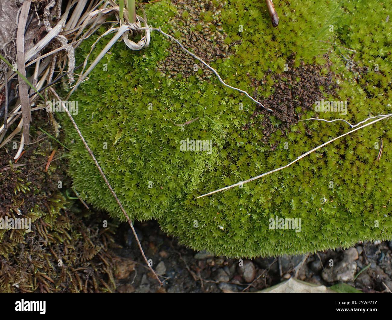 Long-leaved Thread Moss (Ptychostomum pseudotriquetrum Stock Photo - Alamy