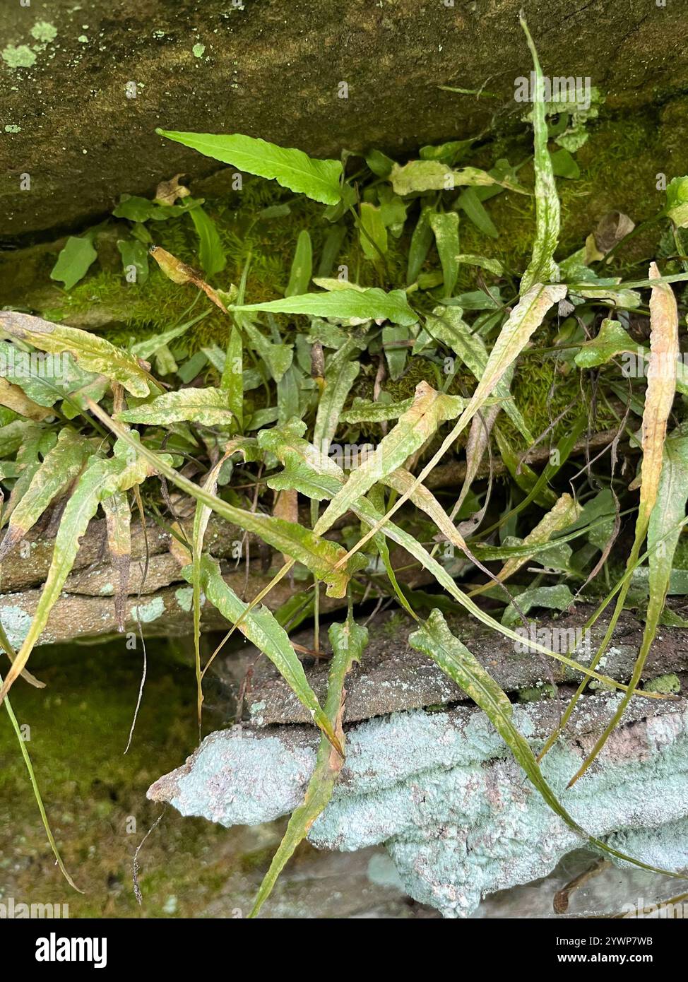 walking fern (Asplenium rhizophyllum Stock Photo - Alamy