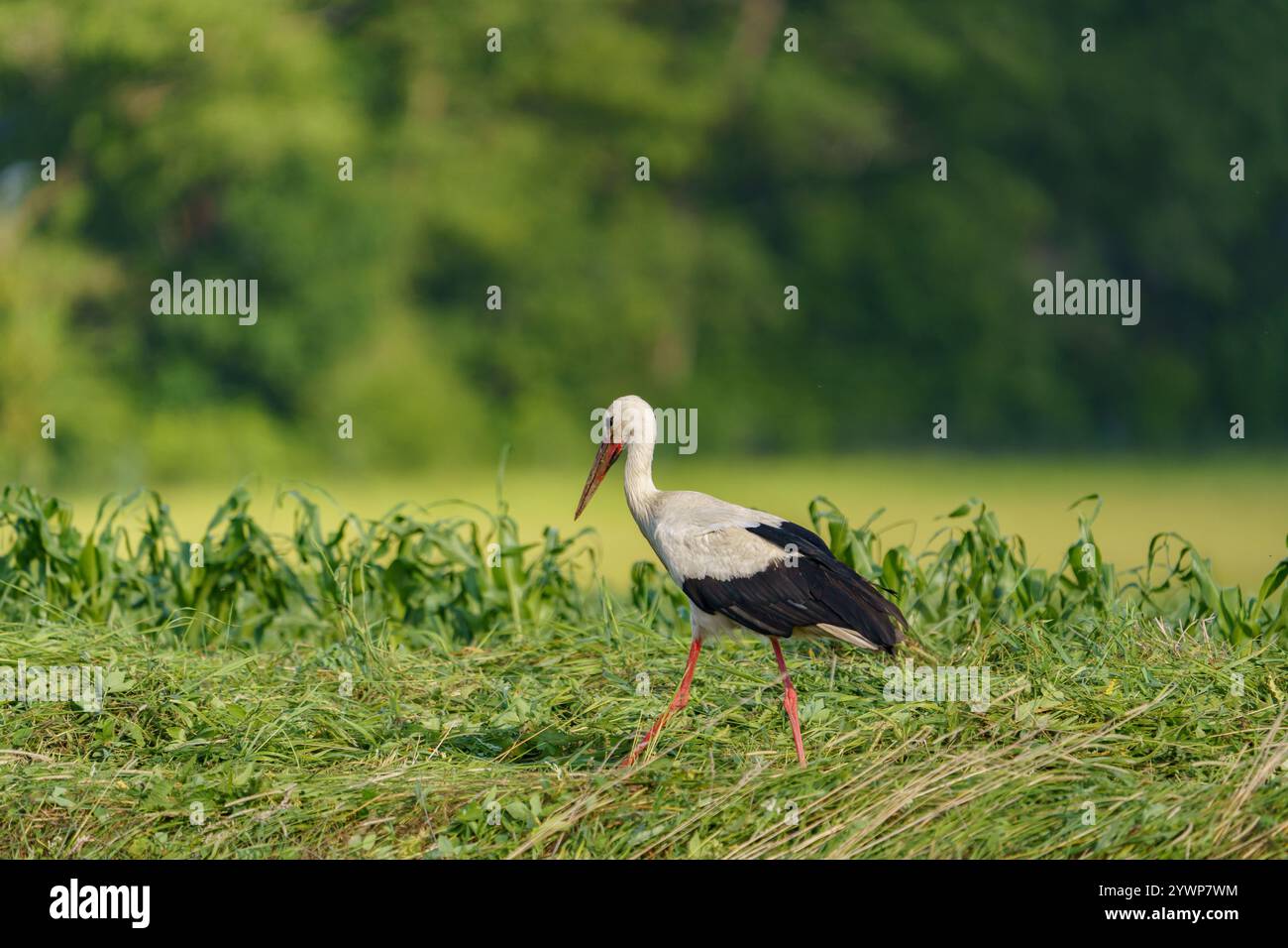 Polish big bird - Stork walking on a green meadow Stock Photo - Alamy