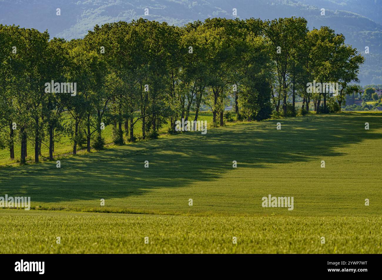 Green trees growing in hi-res stock photography and images - Alamy