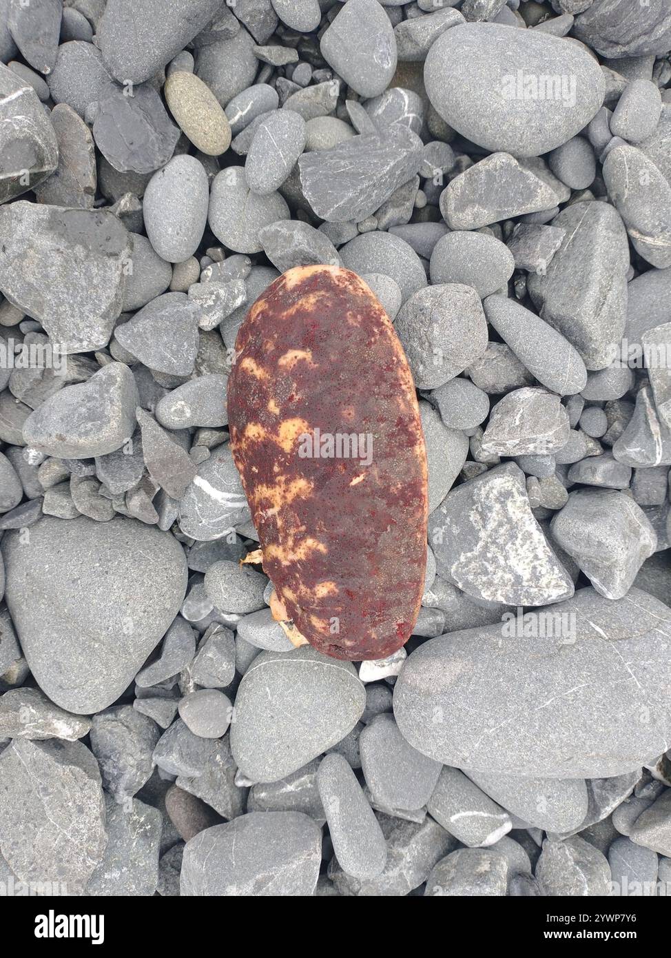 Gumboot Chiton (Cryptochiton stelleri Stock Photo - Alamy
