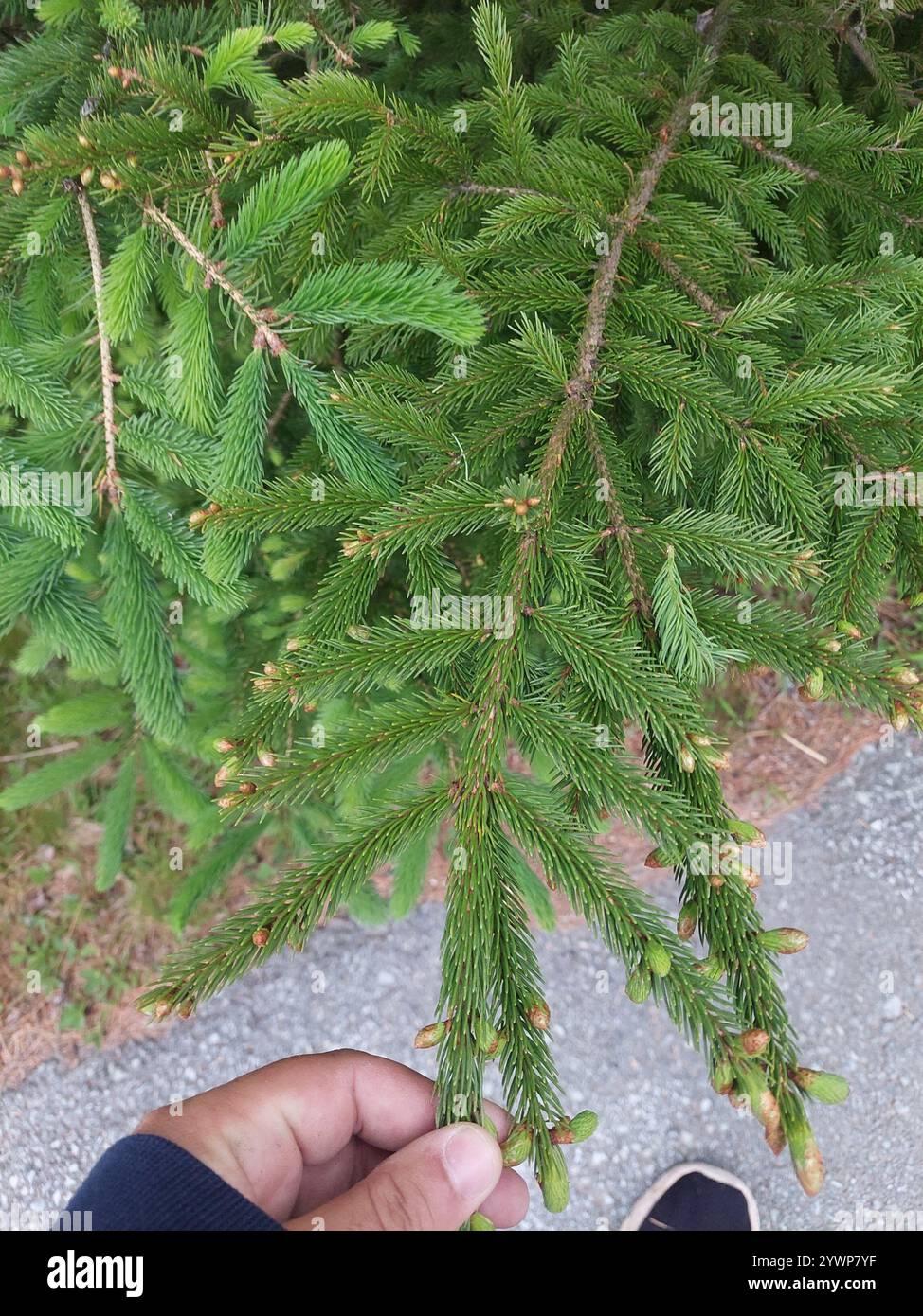 white spruce (Picea glauca Stock Photo - Alamy