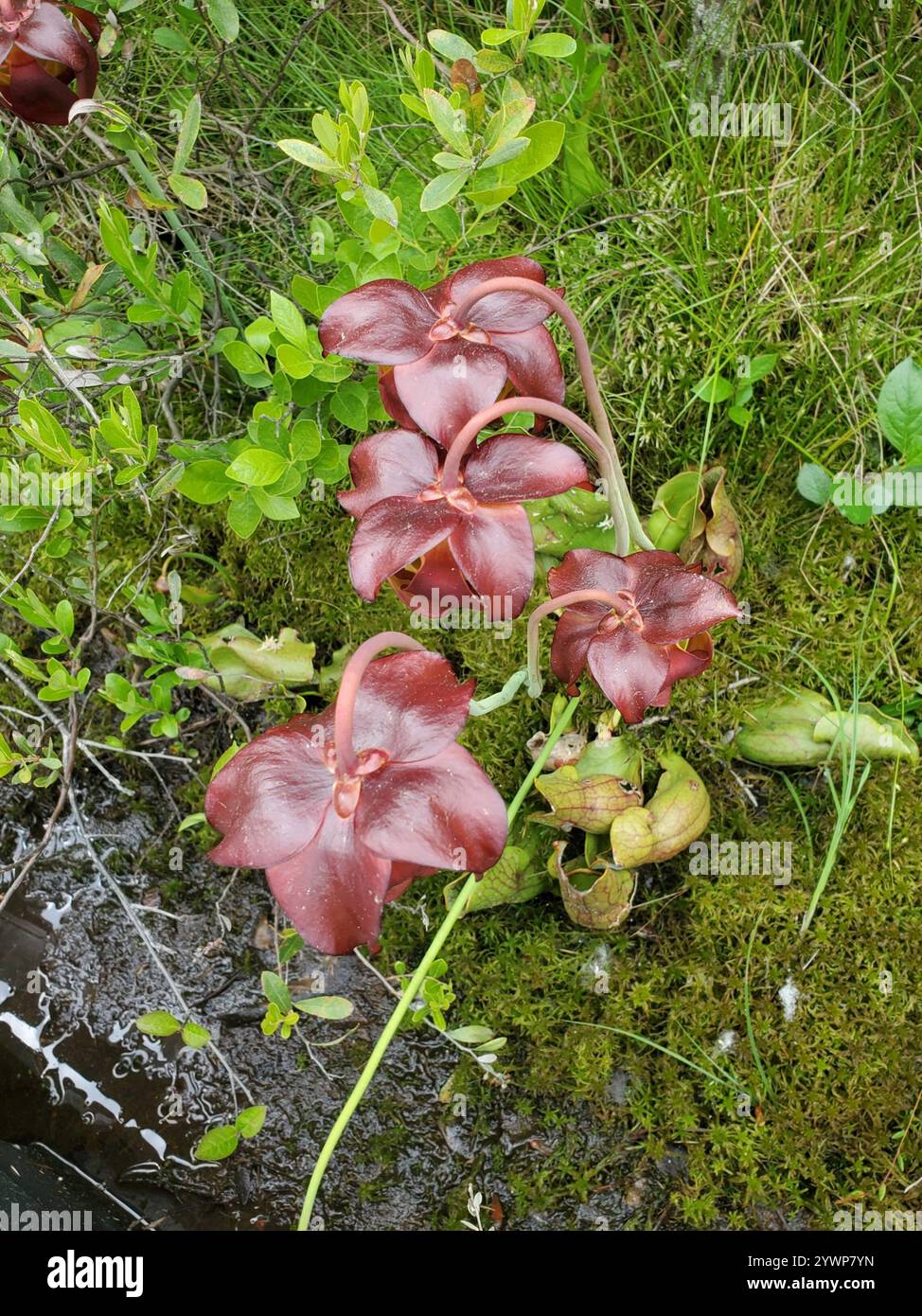 purple pitcher plant (Sarracenia purpurea Stock Photo - Alamy