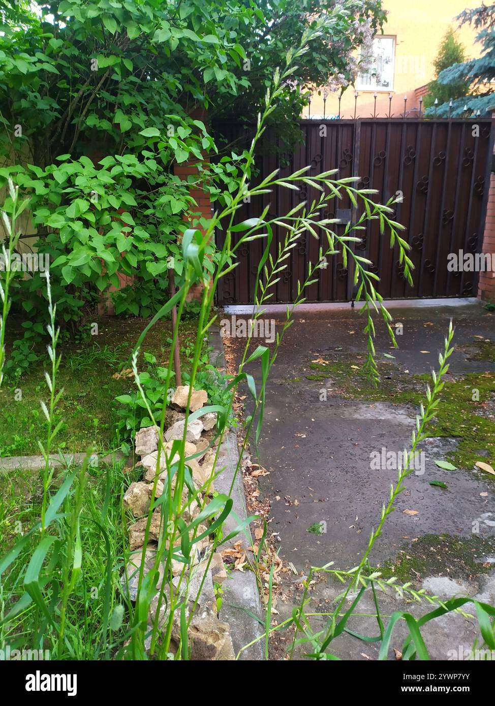 Italian Ryegrass (Lolium multiflorum Stock Photo - Alamy