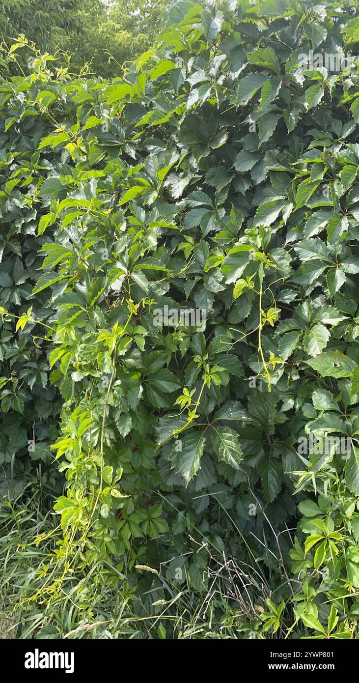 thicket creeper (Parthenocissus inserta Stock Photo - Alamy