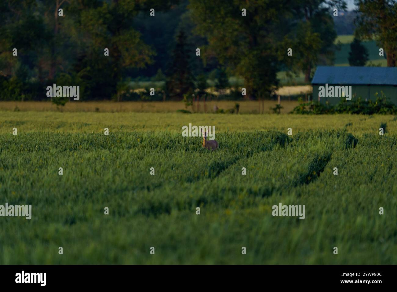 Ears green grasses among spring hi-res stock photography and images - Alamy