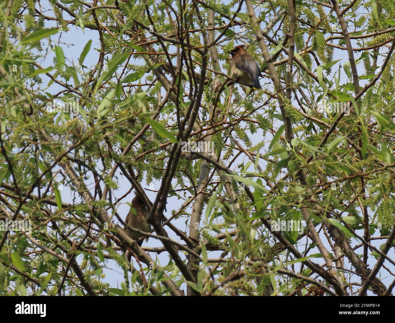 Cedar Waxwing (Bombycilla cedrorum Stock Photo - Alamy