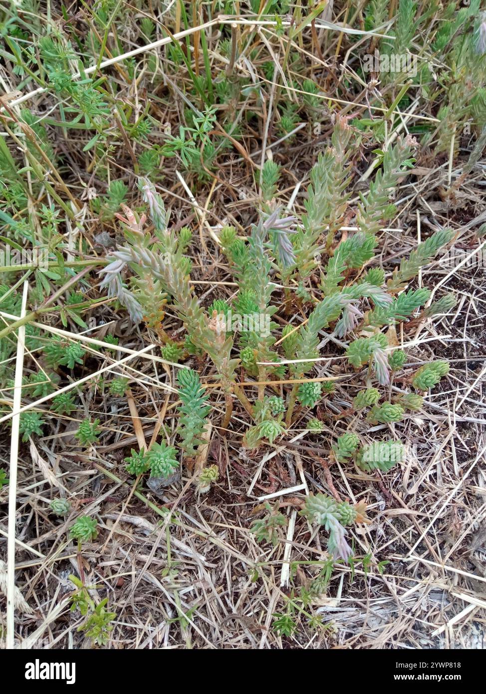 Reflexed Stonecrop (Petrosedum rupestre Stock Photo - Alamy
