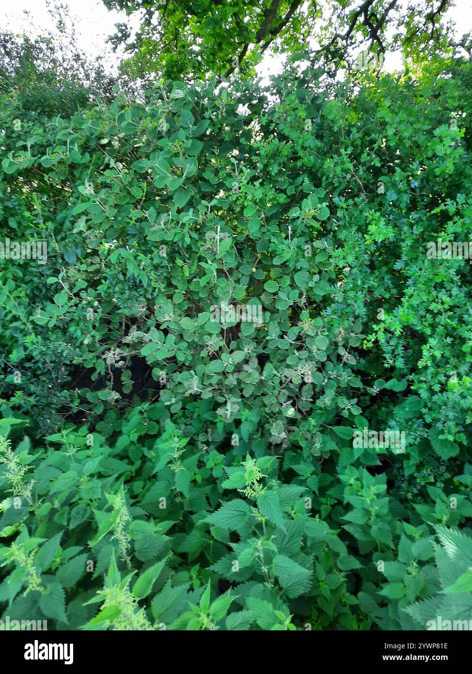 Wayfaring-tree (Viburnum lantana Stock Photo - Alamy