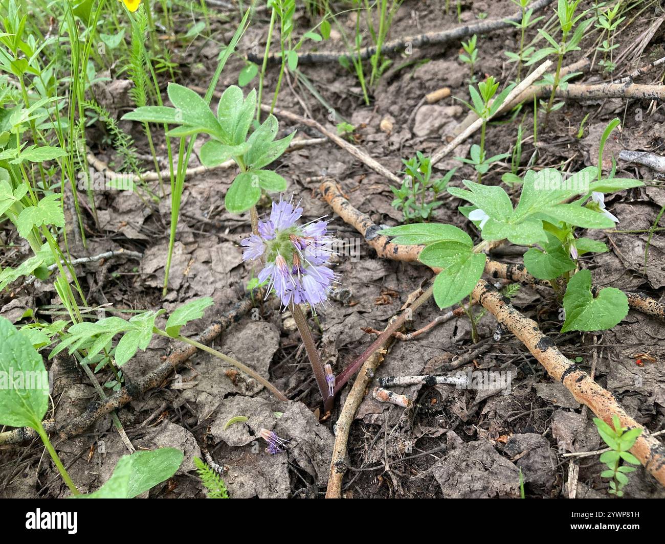 ballhead waterleaf (Hydrophyllum capitatum Stock Photo - Alamy