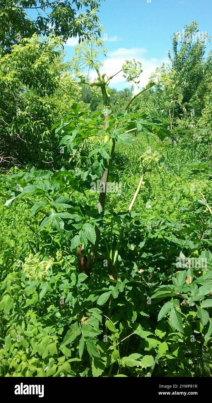 purple-stemmed angelica (Angelica atropurpurea Stock Photo - Alamy