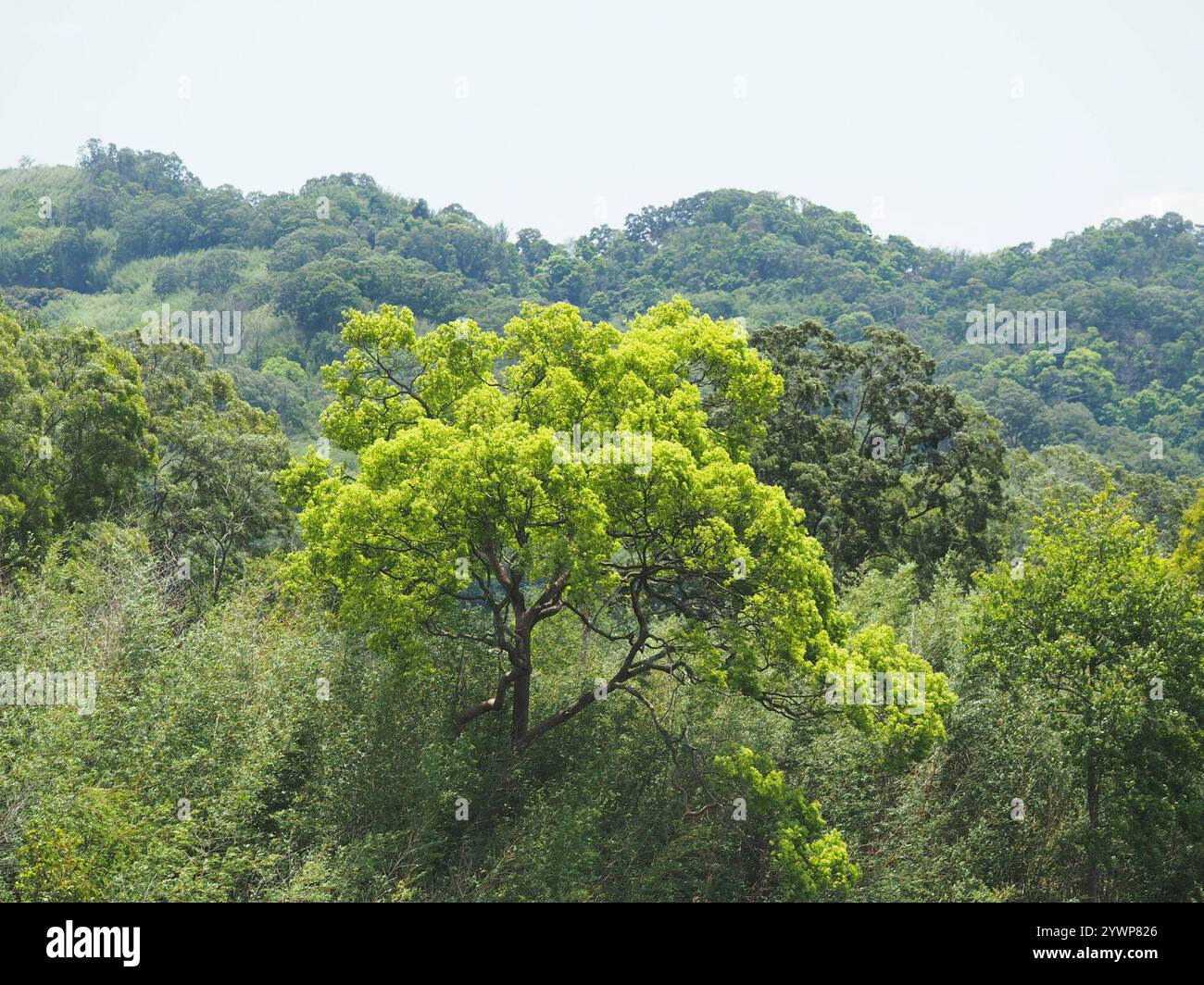 Camphor (Camphora officinarum Stock Photo - Alamy