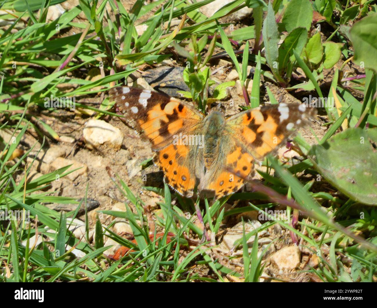 Painted Lady (Vanessa cardui Stock Photo - Alamy