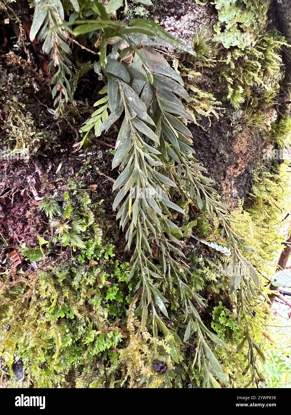 Tmesipteris hi-res stock photography and images - Alamy