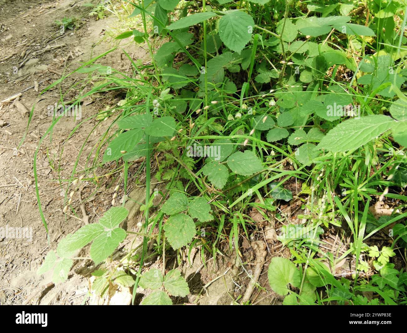 Wood melick hi-res stock photography and images - Alamy