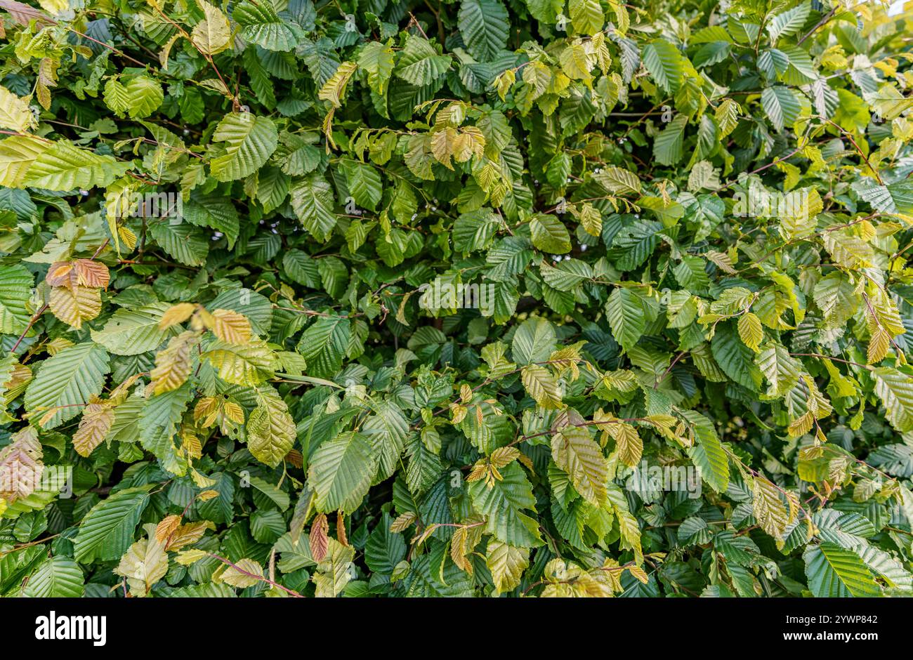 Green very dense plants growing upright Stock Photo - Alamy