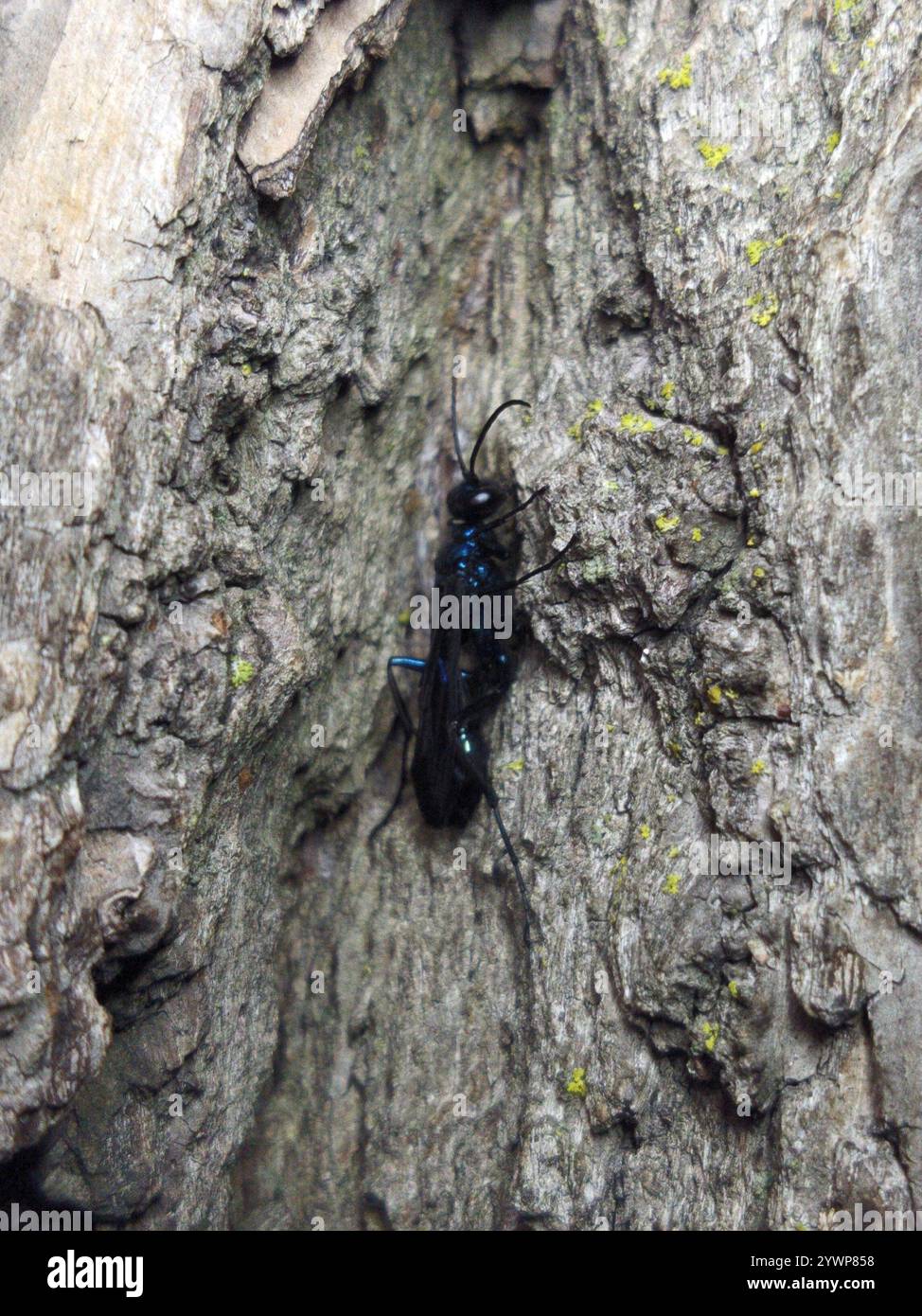 Nearctic Blue Mud-dauber Wasp (Chalybion californicum Stock Photo - Alamy